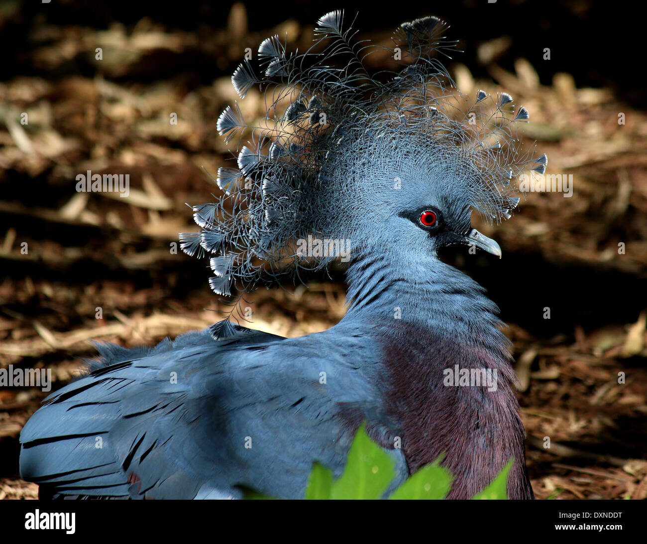 Victoria Crowned Pigeon ( Goura victoria Stock Photo - Alamy