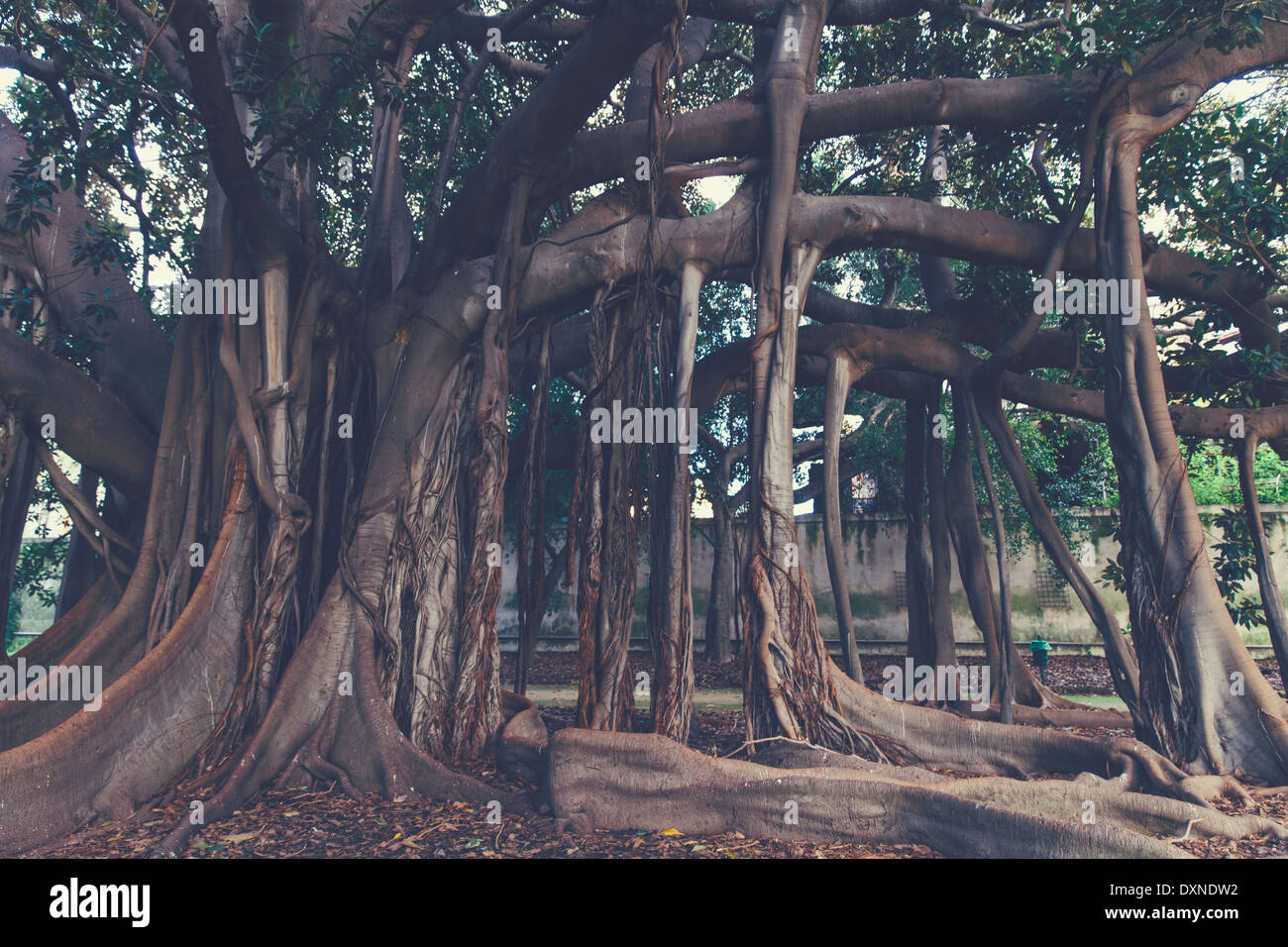 Italy, Sicily, Palermo, Giant rubber tree at the Botanical Garden Stock ...