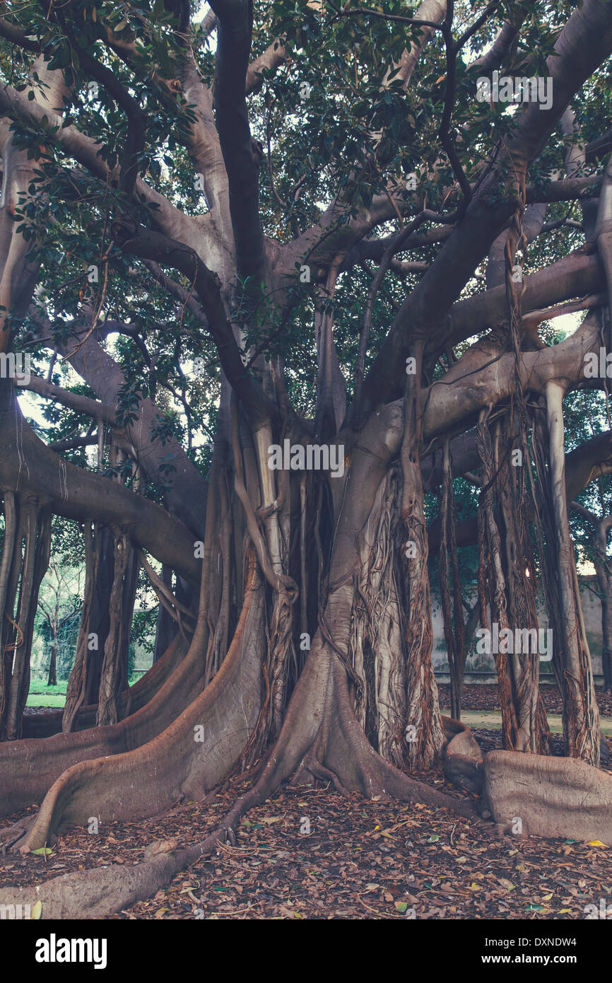 Italy, Sicily, Palermo, Giant rubber tree at the Botanical Garden Stock ...