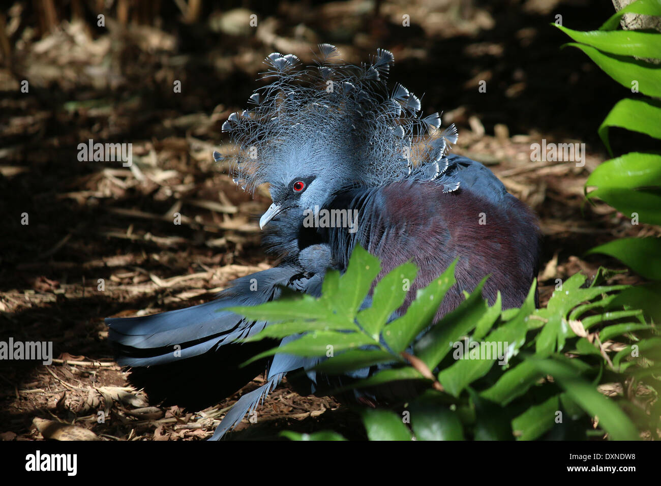 Victoria Crowned Pigeon ( Goura victoria Stock Photo - Alamy