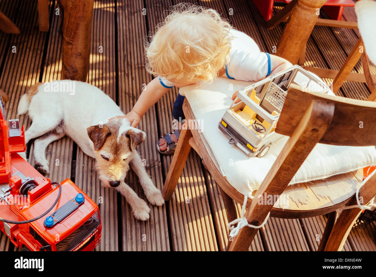 Little boy playing with Jack Russel terrier and vehicle toys, elevated ...