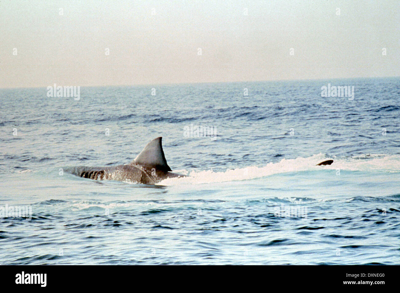 Jaws 1975 Fin