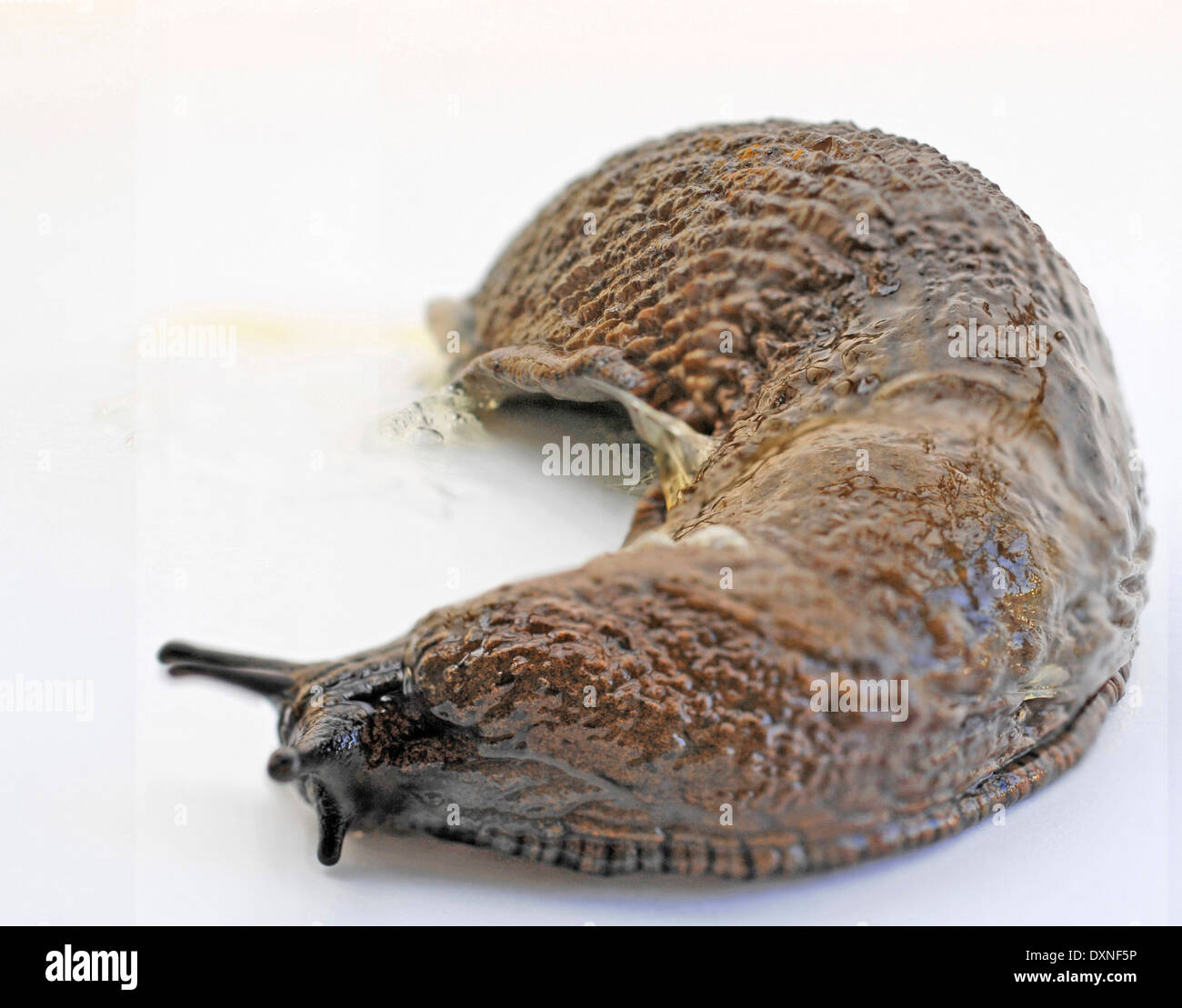 The spanish slug hi-res stock photography and images - Alamy