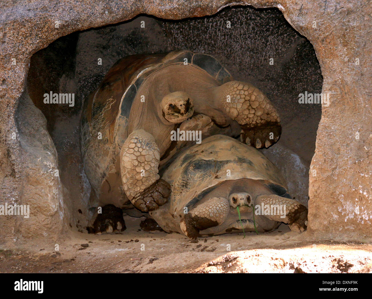 Galápagos tortoises (Chelonoidis nigra) mating Stock Photo - Alamy