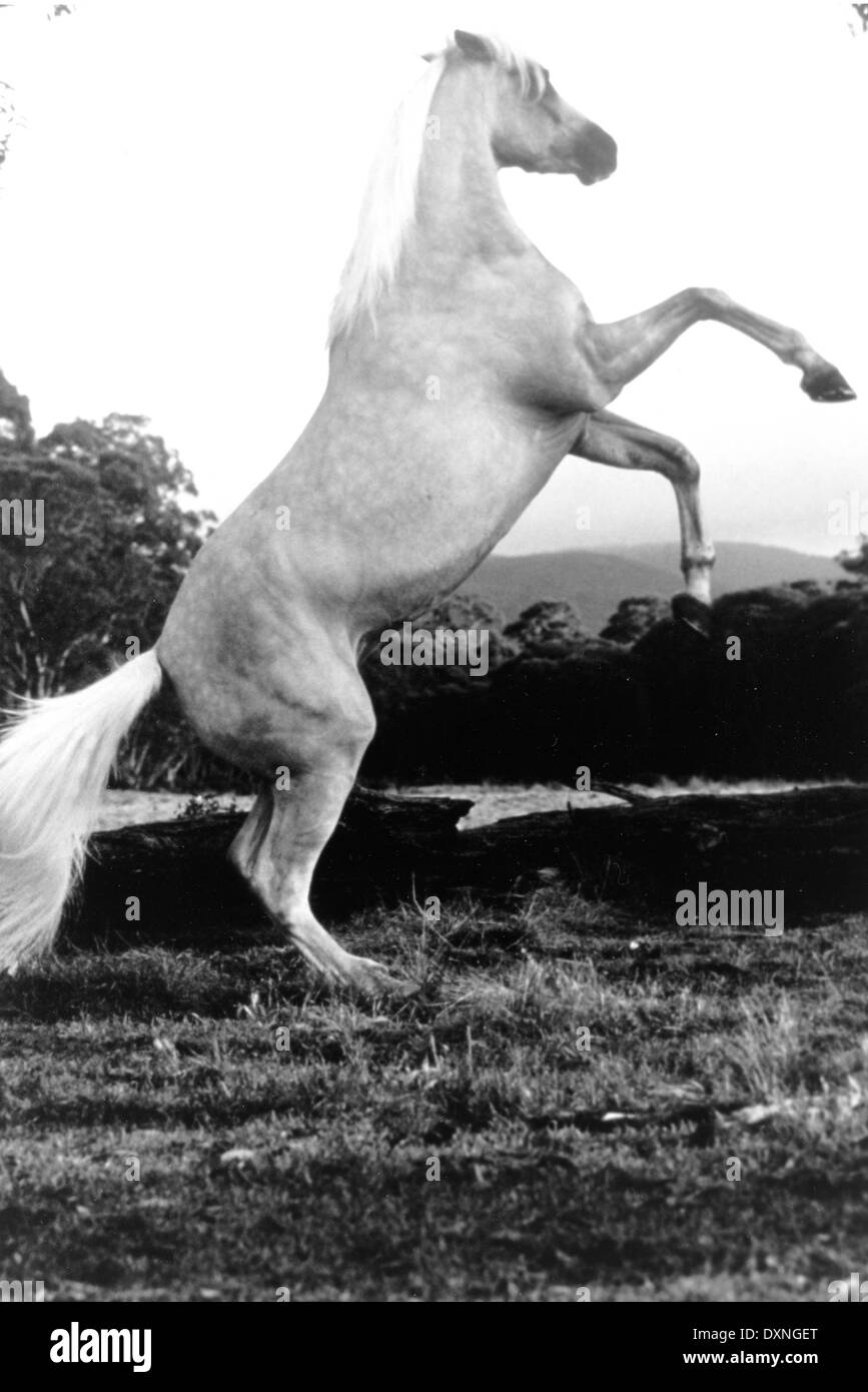 The silver brumby 1993 the silver stallion hi-res stock photography and ...