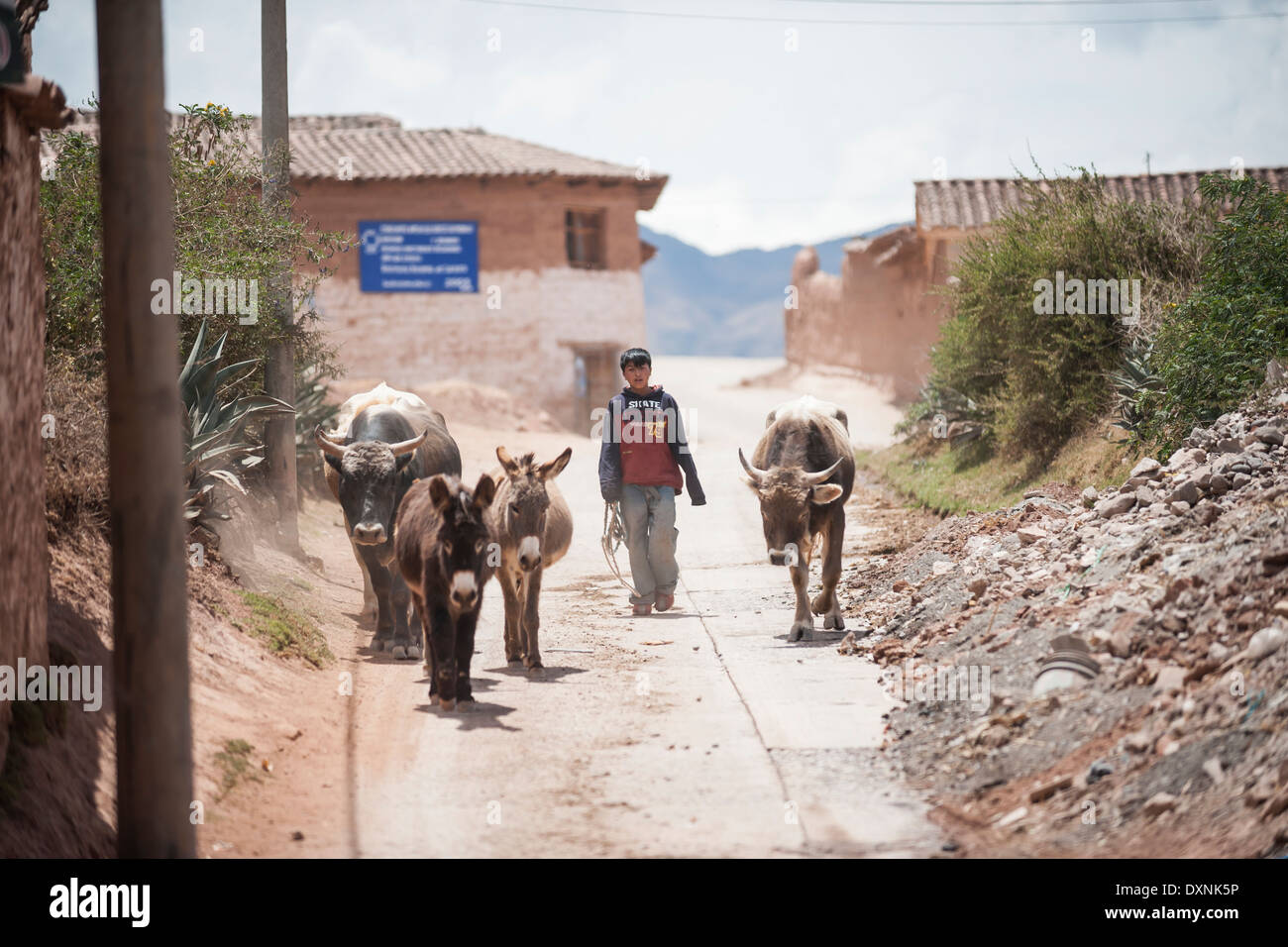 Peru, Maras, Farm boy with donkeys and cattle Stock Photo - Alamy