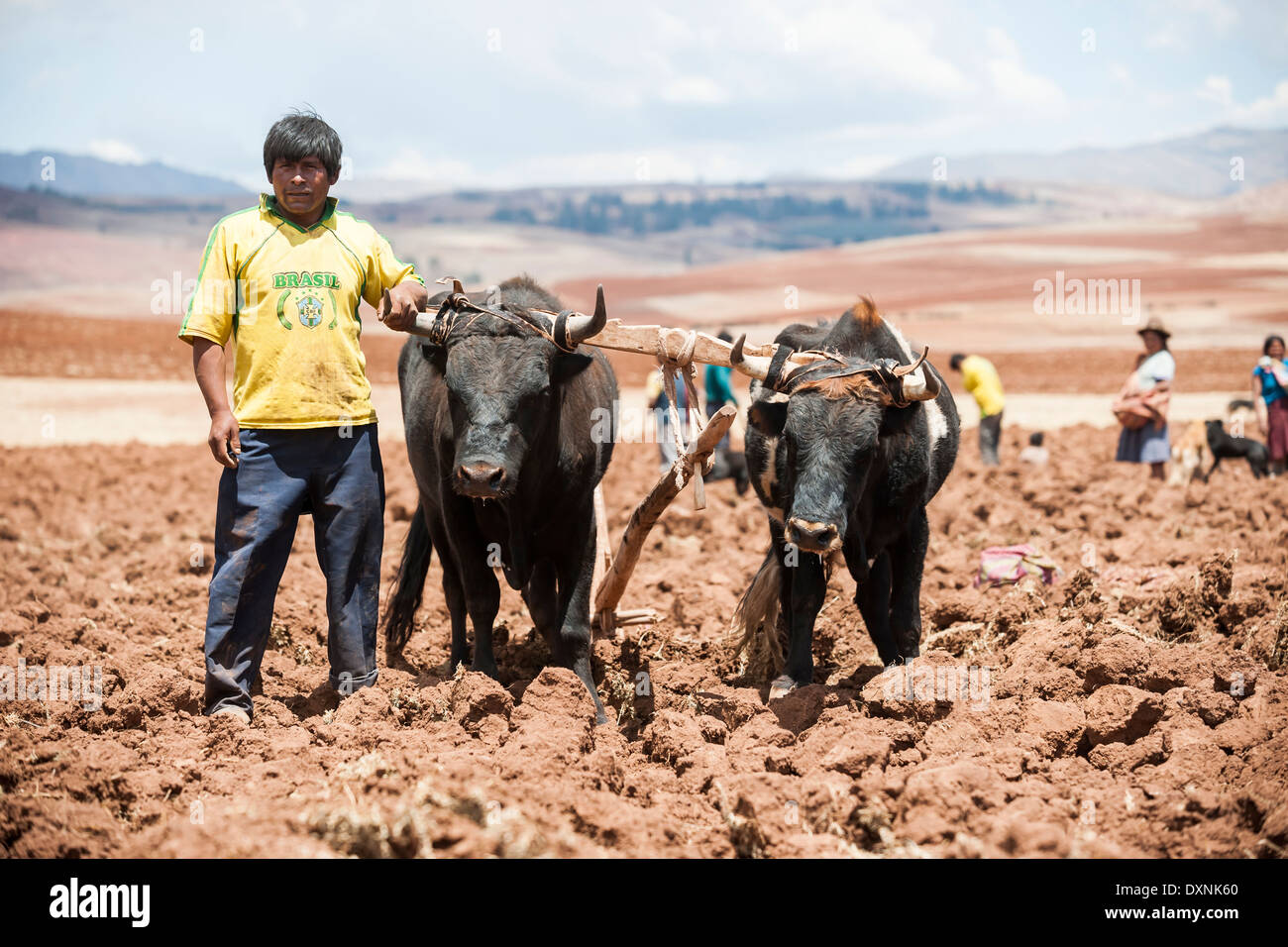 Peru, Maras, Farmer ploughing field Stock Photo - Alamy