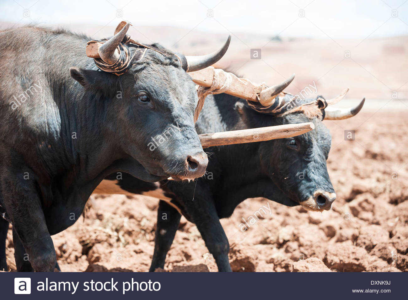 Maras Animal Stock Photos & Maras Animal Stock Images - Alamy