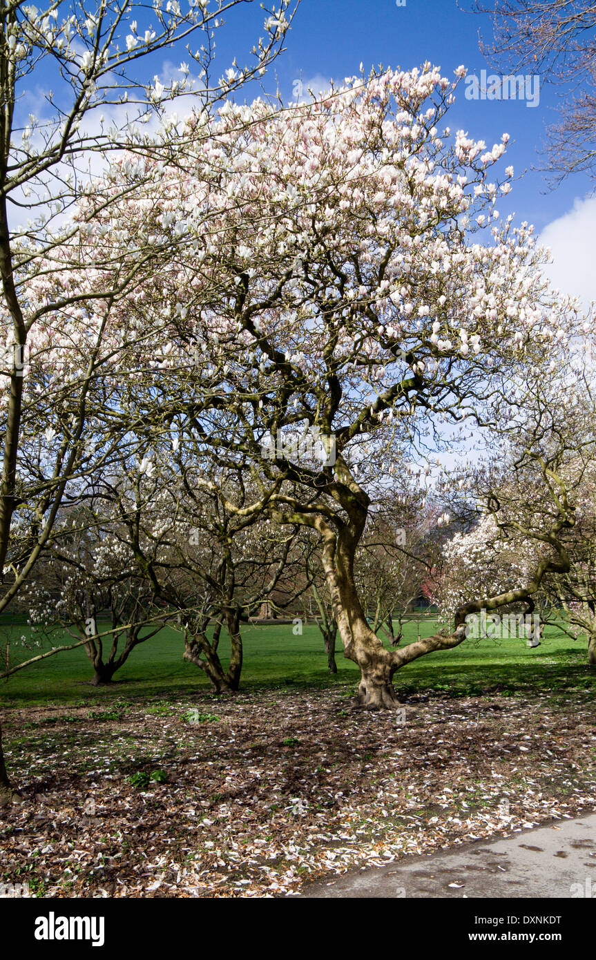 Magnolia tree (Magnolia grandiflora) Castle Grounds, Bute Park, Cardiff ...