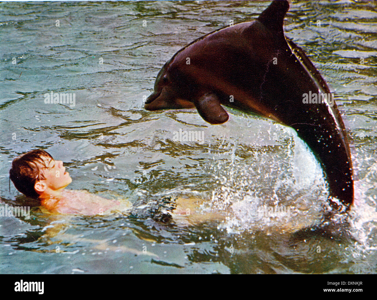 FLIPPER'S NEW ADVENTURE Stock Photo - Alamy