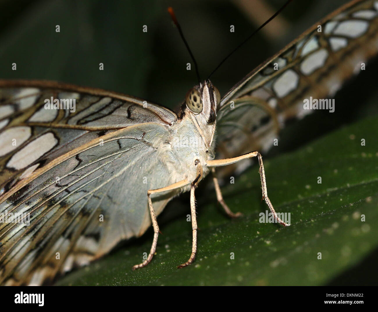 Blue variety of the Clipper Butterfly (Parthenos sylvia Stock Photo - Alamy