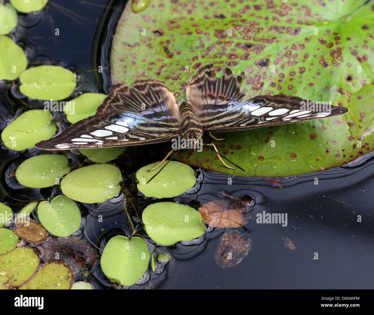 Blue variety of the Clipper Butterfly (Parthenos sylvia Stock Photo - Alamy