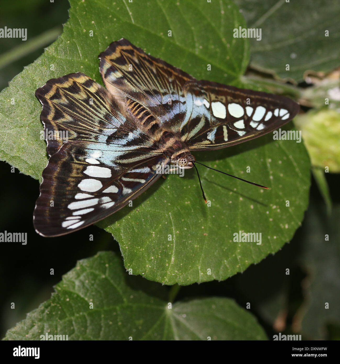 Blue variety of the Clipper Butterfly (Parthenos sylvia Stock Photo - Alamy