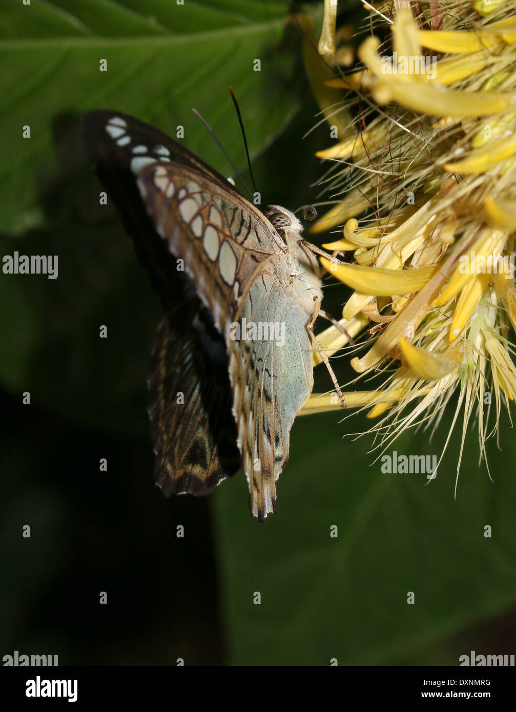 Clipper Butterfly (Parthenos sylvia) foraging on a yellow tropical ...