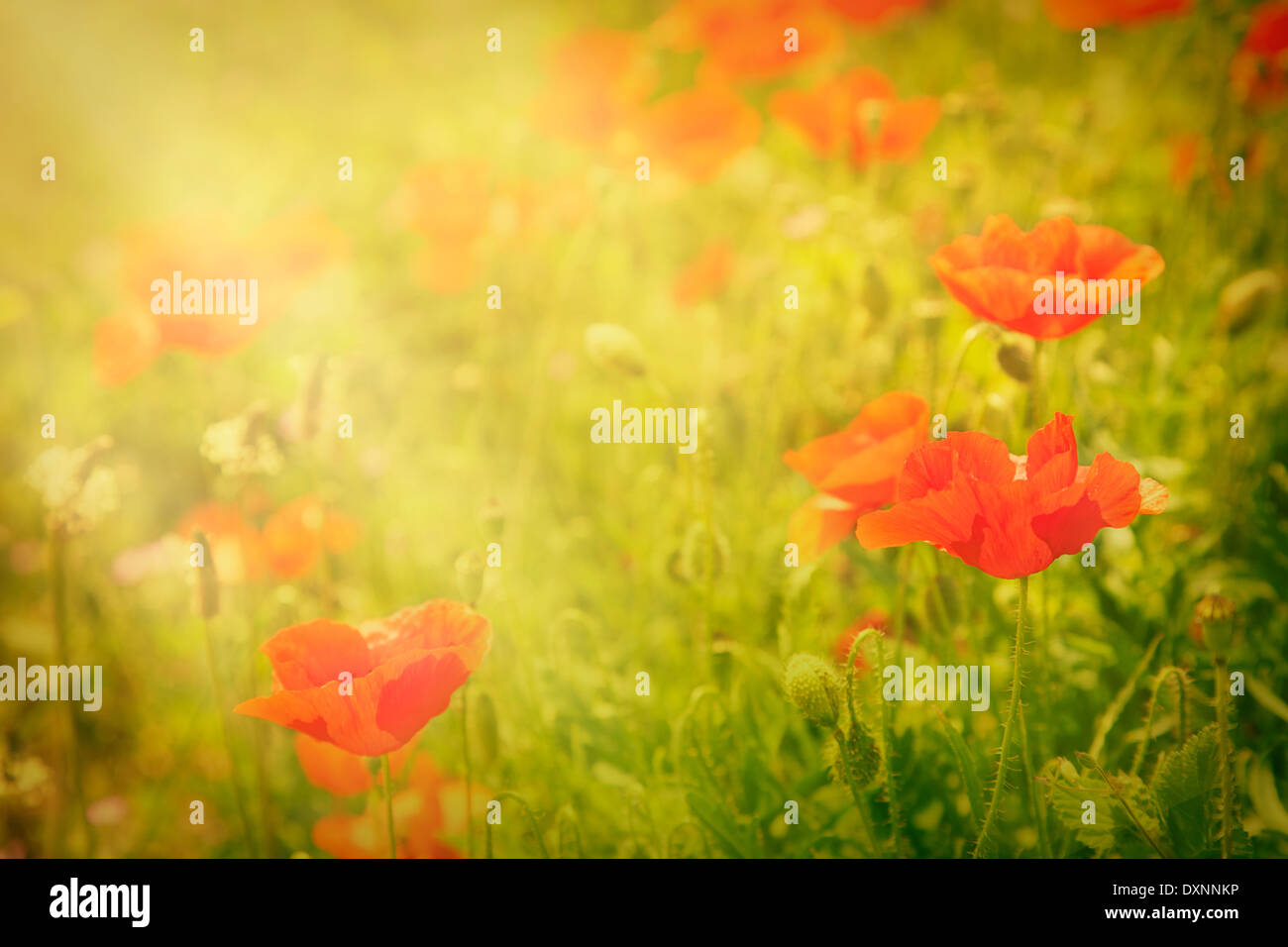 Design flowers background. Spring or summer floral nature background ...