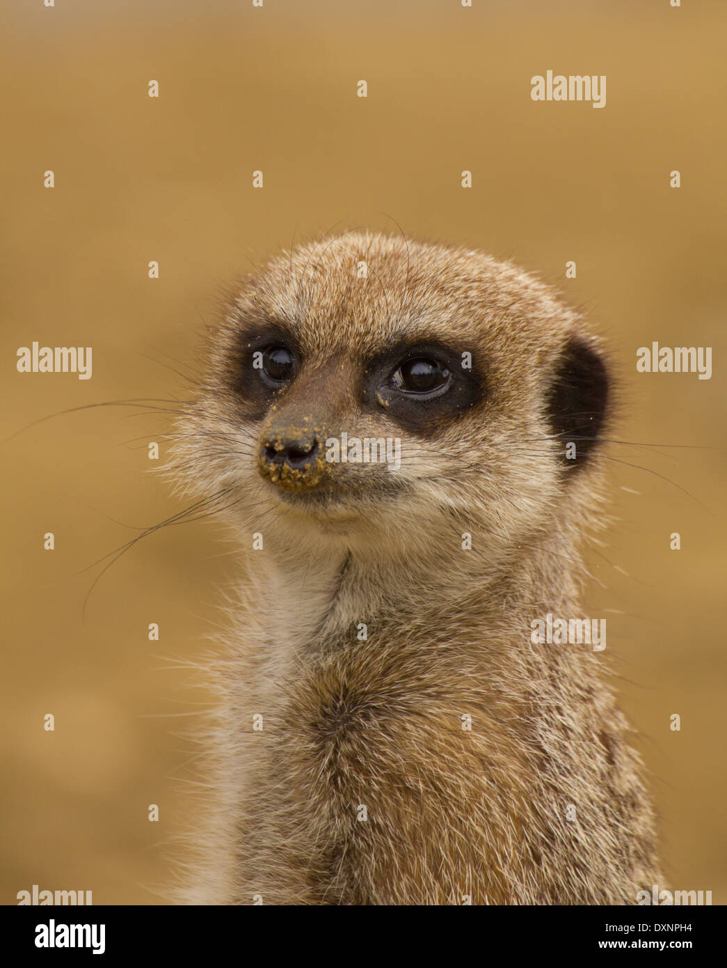 Single Meerkat portrait shot, grubby nose Stock Photo - Alamy