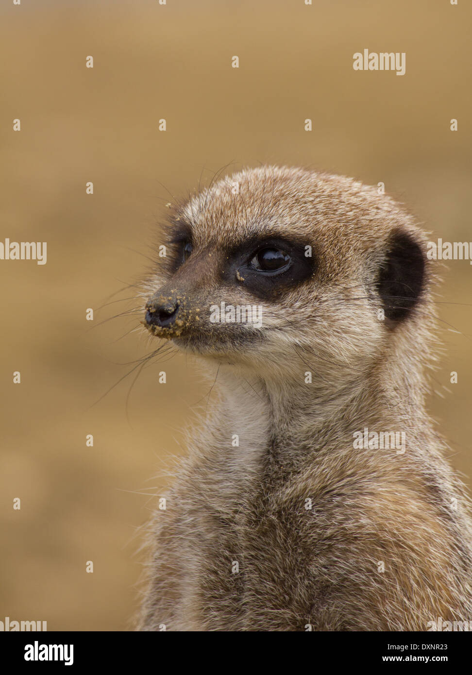 Dirty Meerkat High Resolution Stock Photography and Images - Alamy