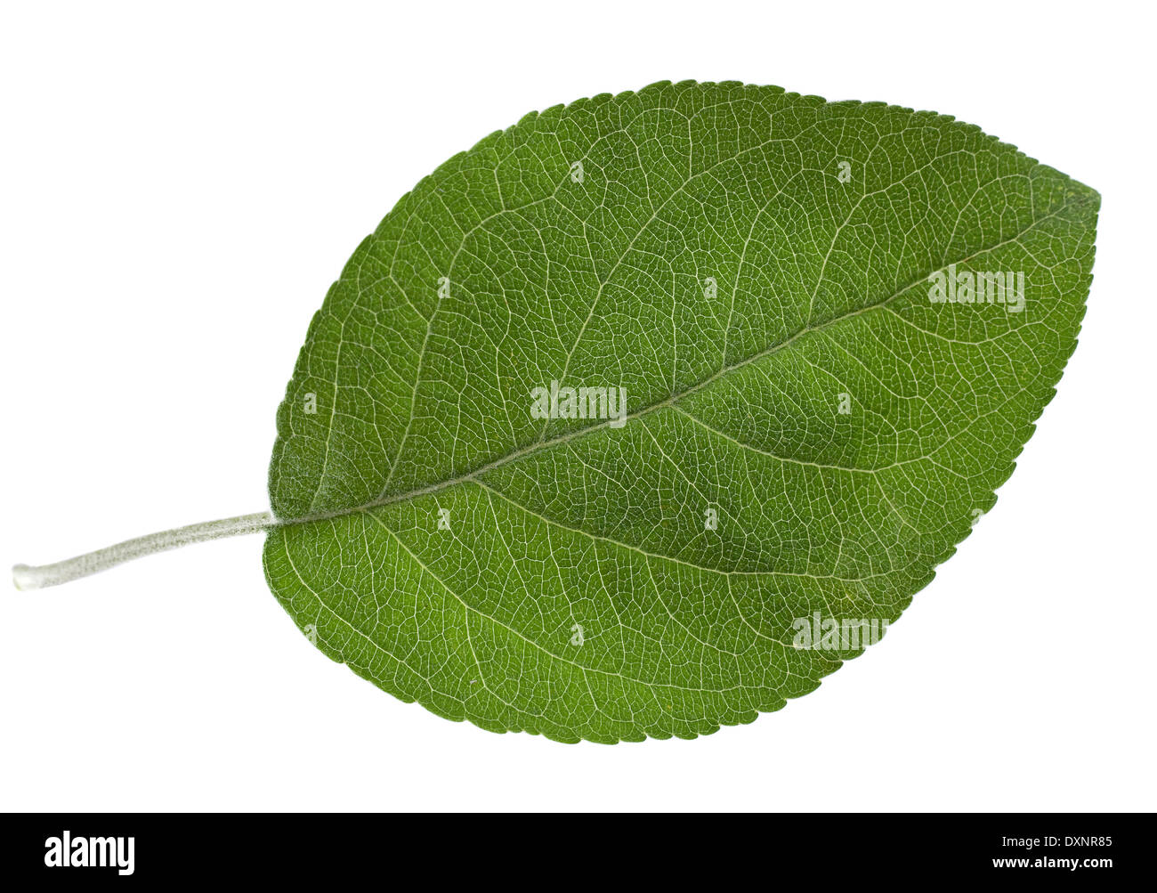 Apple leaf hi-res stock photography and images - Alamy
