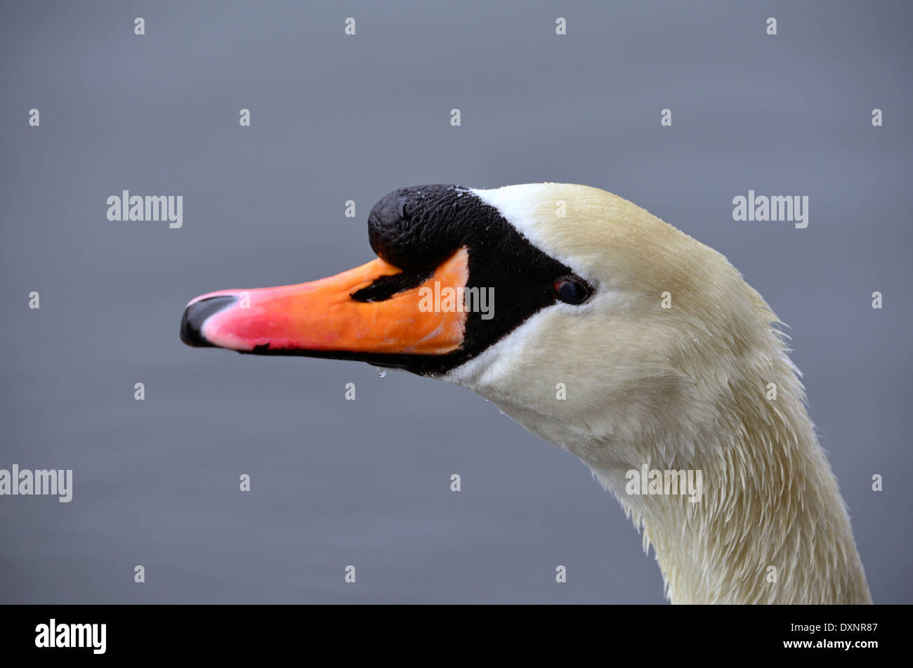 Swans head hi-res stock photography and images - Alamy