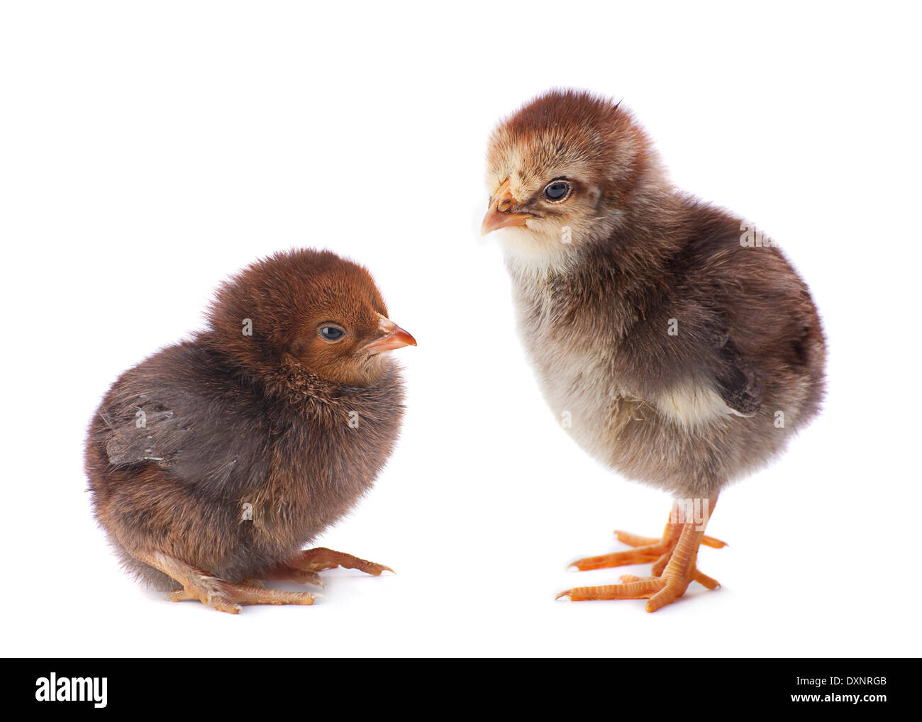 Cute baby chicken young hi-res stock photography and images - Alamy