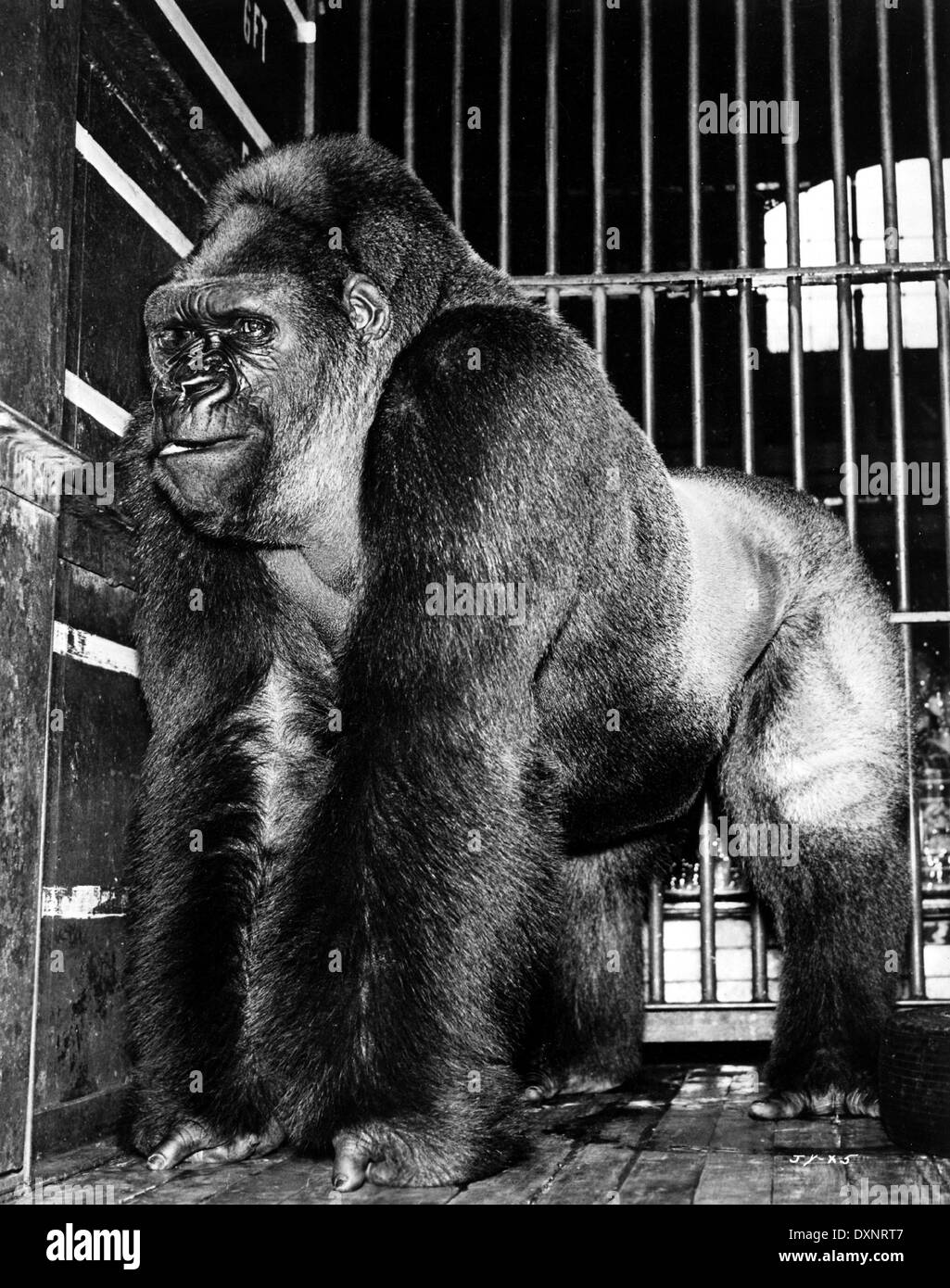 Mighty Joe Young 1998