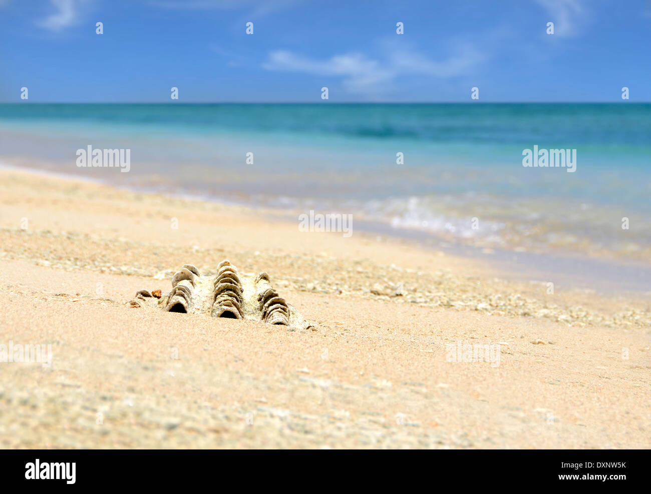 Shell sand beach indonesia hi-res stock photography and images - Alamy