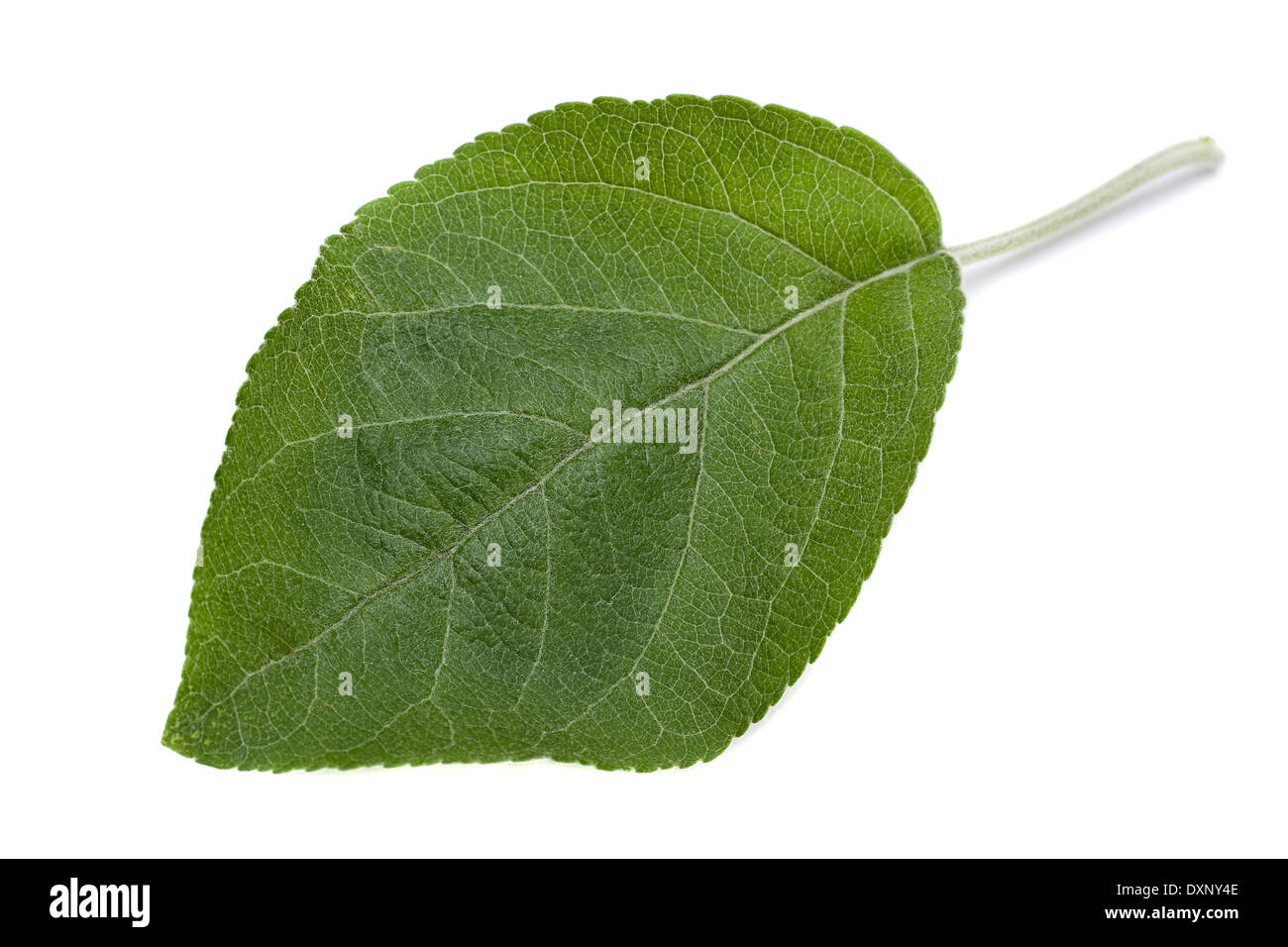 Apple leaf hi-res stock photography and images - Alamy