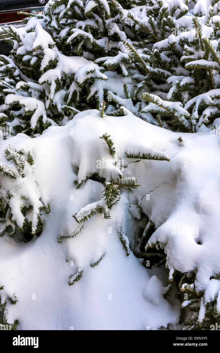Old christmas trees hi-res stock photography and images - Alamy