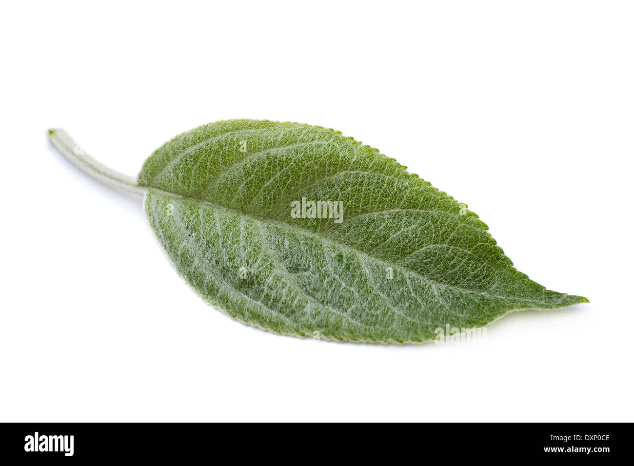 Apple leaf hi-res stock photography and images - Alamy