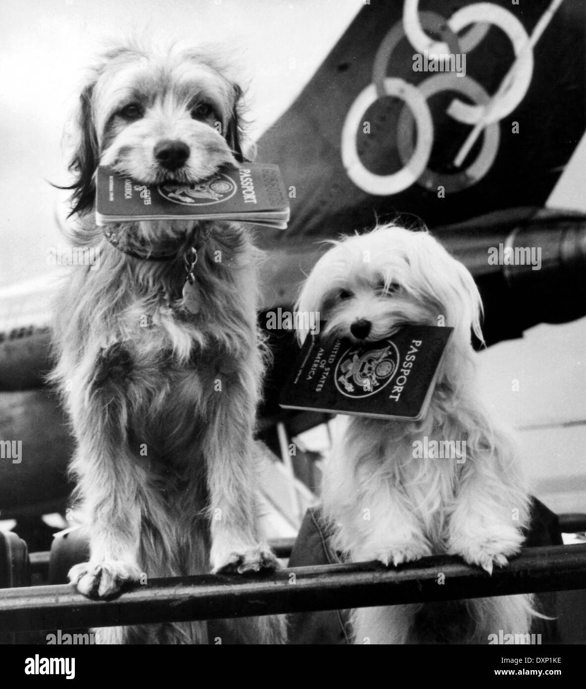 Benji movie 1974 Black and White Stock Photos & Images - Alamy