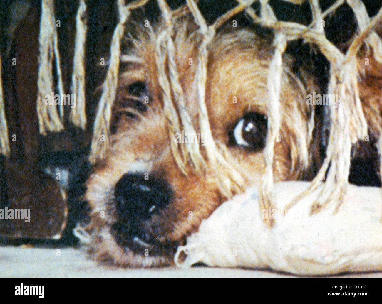 Benji movie 1974 hi-res stock photography and images - Alamy