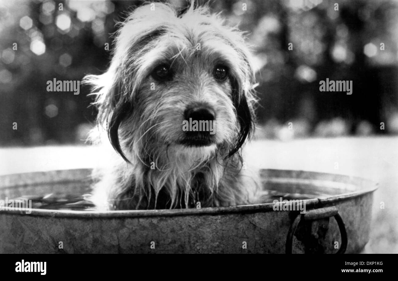 Benji movie hi-res stock photography and images - Alamy