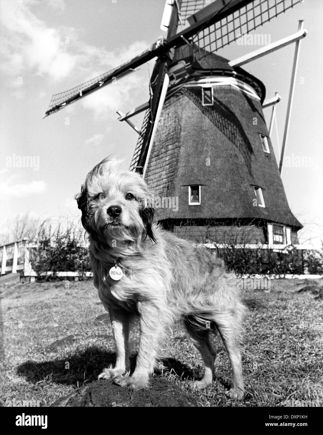 Benji movie hi-res stock photography and images - Alamy