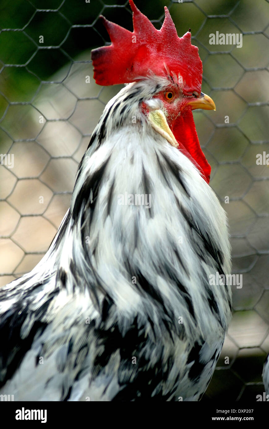 Rare breed poultry / Farmyard chicken Stock Photo - Alamy