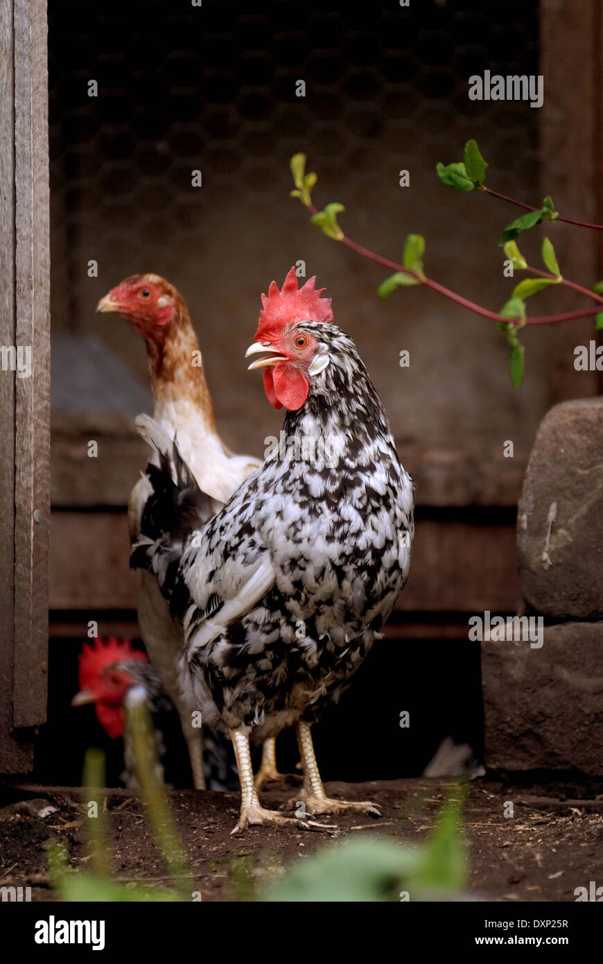 Rare breed poultry / Farmyard chicken Stock Photo - Alamy