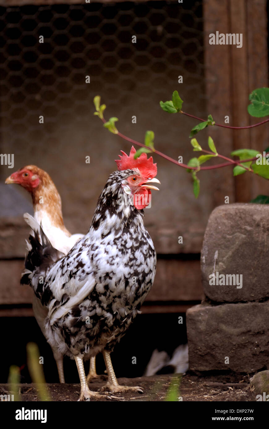 Rare breed poultry / Farmyard chicken Stock Photo - Alamy