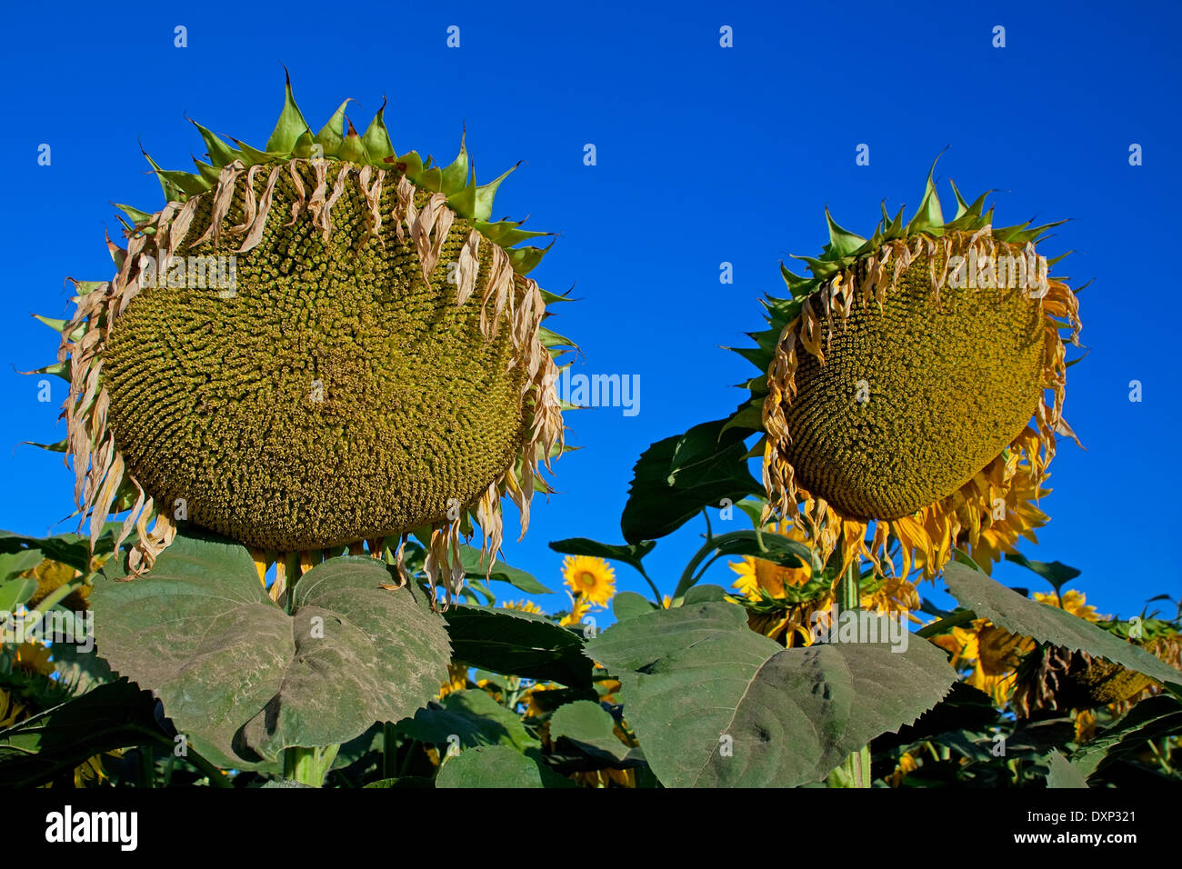 Ripe sunflower hi-res stock photography and images - Alamy