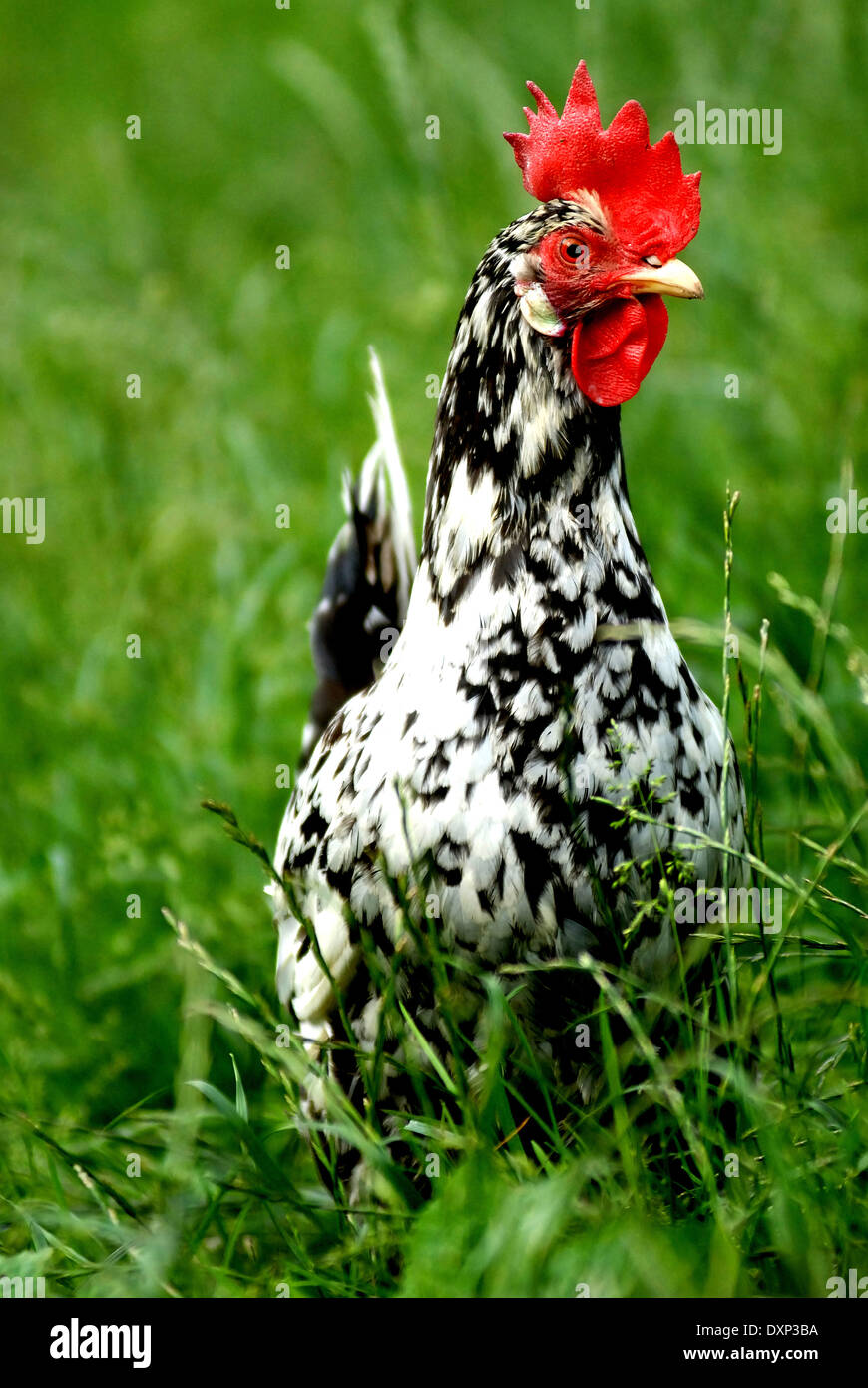 Rare breed poultry / Farmyard chicken Stock Photo - Alamy
