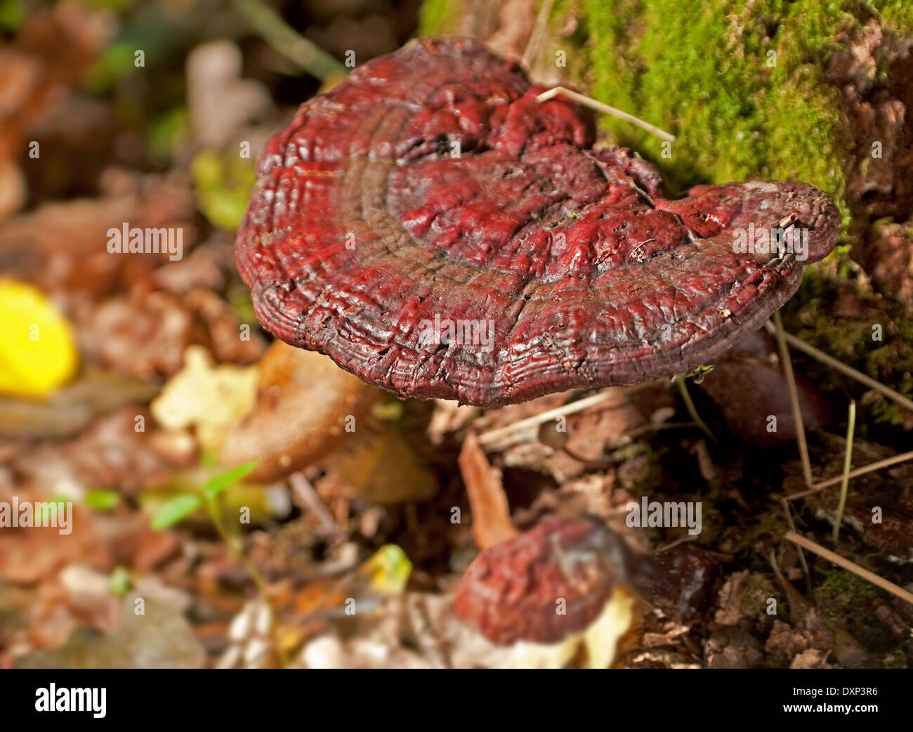Edible bracket fungus hi-res stock photography and images - Alamy