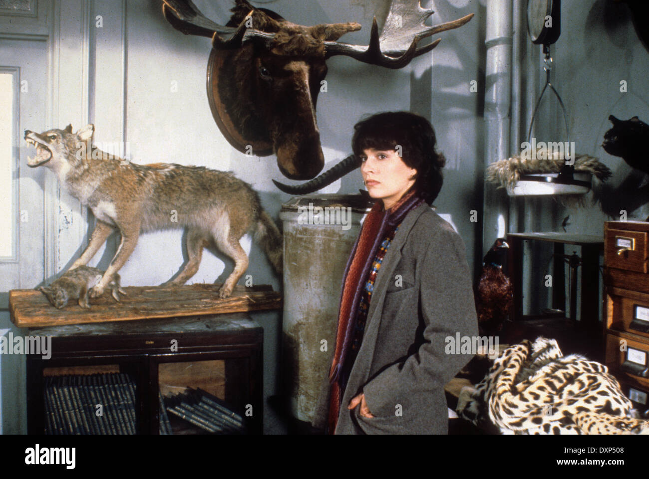 Stuffed wolf head hi-res stock photography and images - Alamy