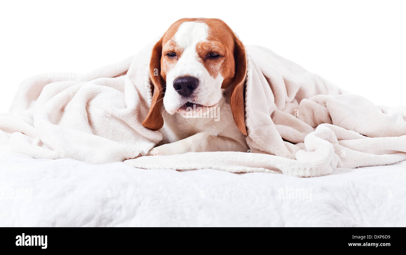 Bull Terrier Is Ill With Respiratory Signs