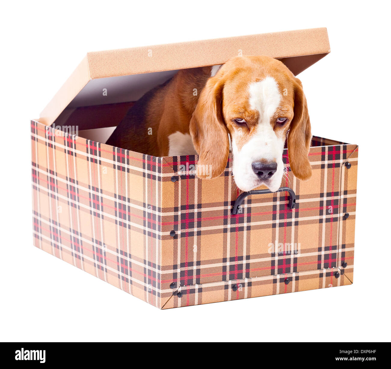 cute dog in box isolated on white background Stock Photo - Alamy