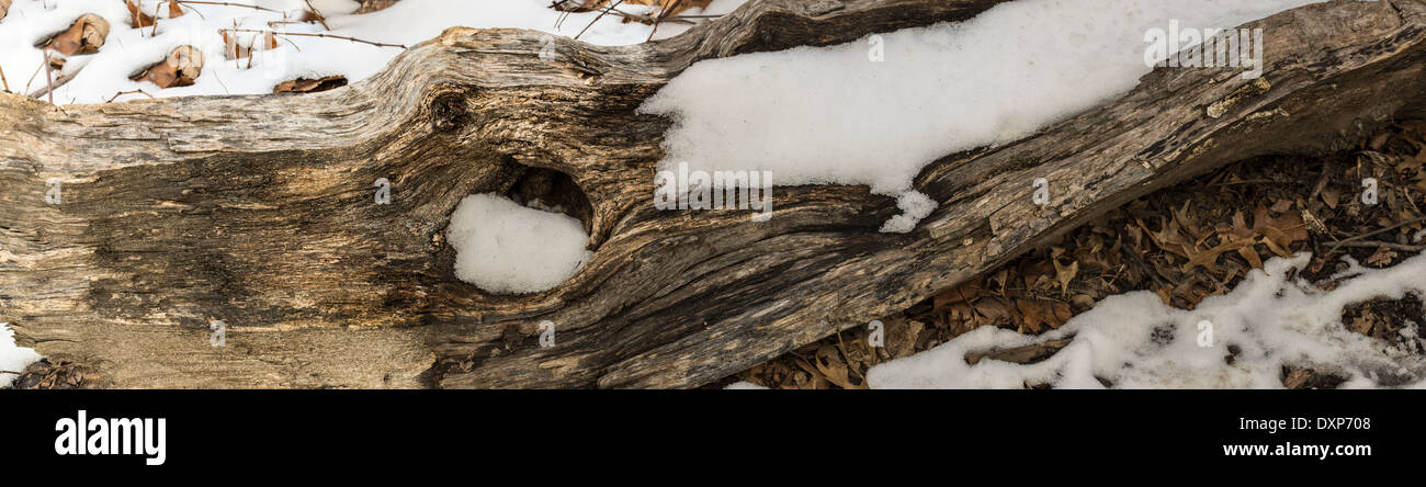 Log on forest floor hi-res stock photography and images - Alamy