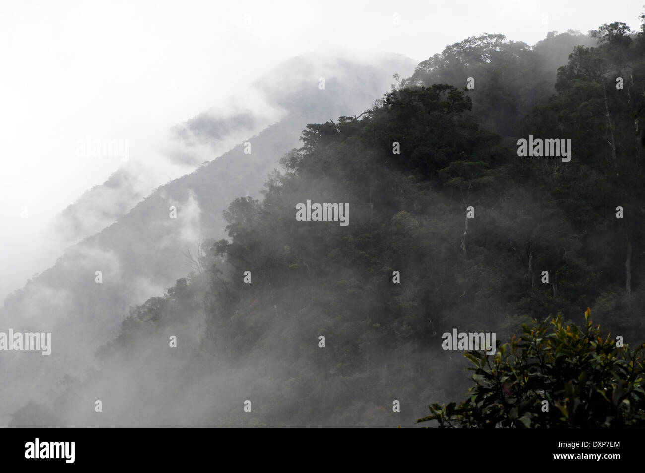 Rainforest in the Kinabalu National Park, Sabah, Borneo, Malaysia ...