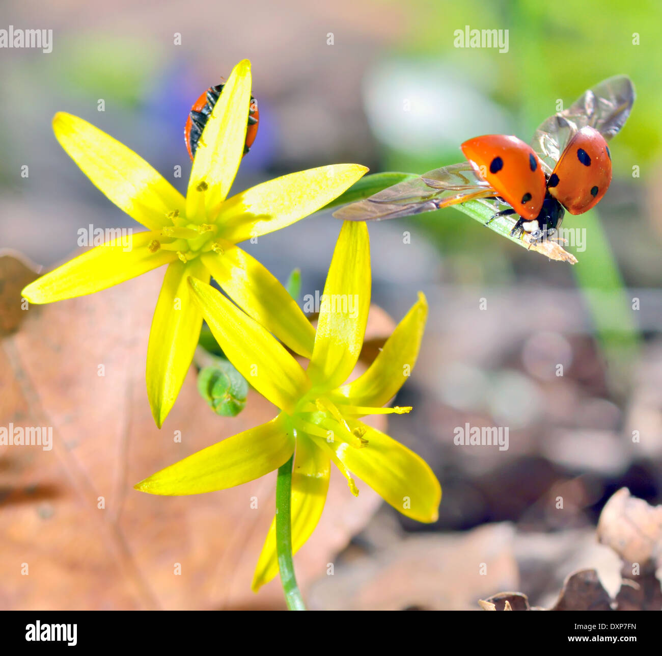 Ladybugs Coccinella septempunctata on spring flowers Stock Photo - Alamy