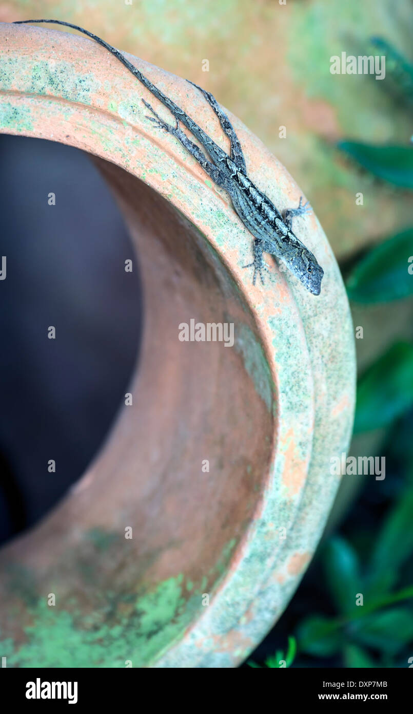 Dactyloidae hi-res stock photography and images - Alamy