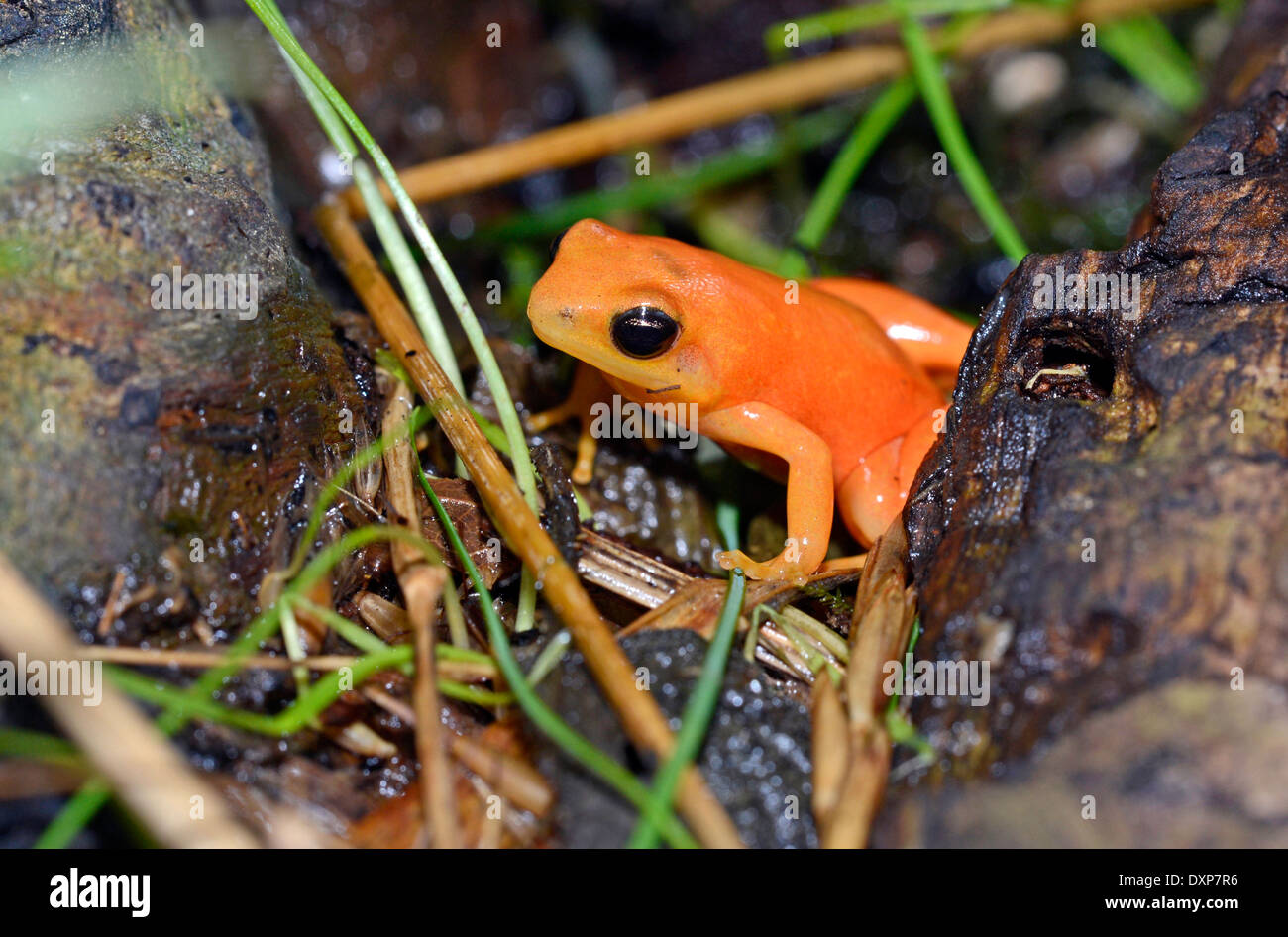 Golden mantella (Mantella aurantiaca). Native to Madagascar and ...