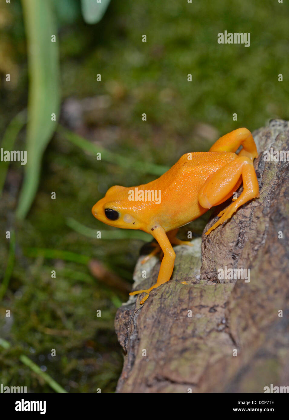 Golden mantella (Mantella aurantiaca). Native to Madagascar and ...