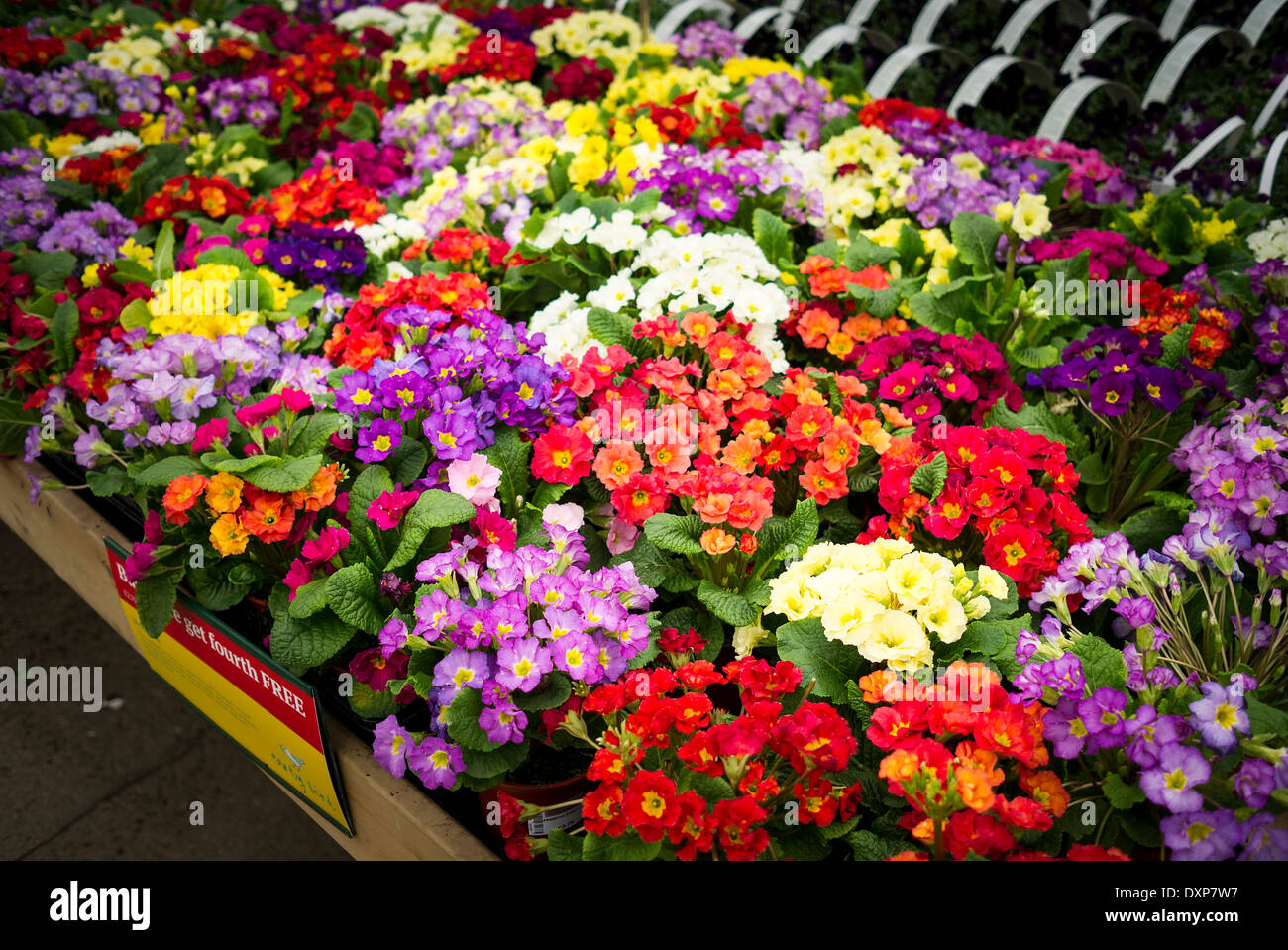 Primroses for sale hi-res stock photography and images - Alamy