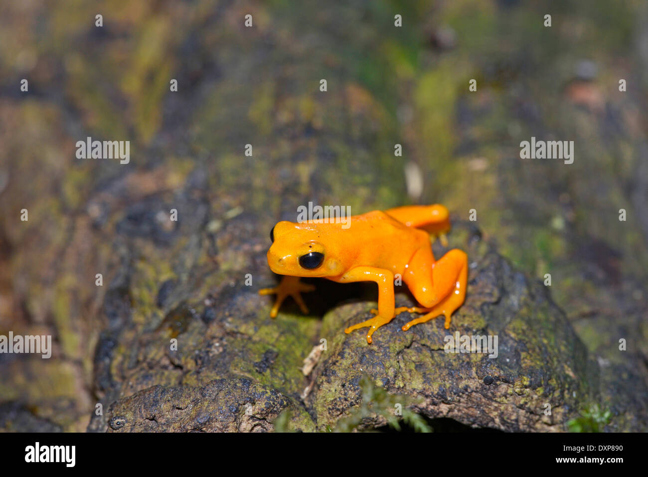 Golden mantella (Mantella aurantiaca). Native to Madagascar and ...